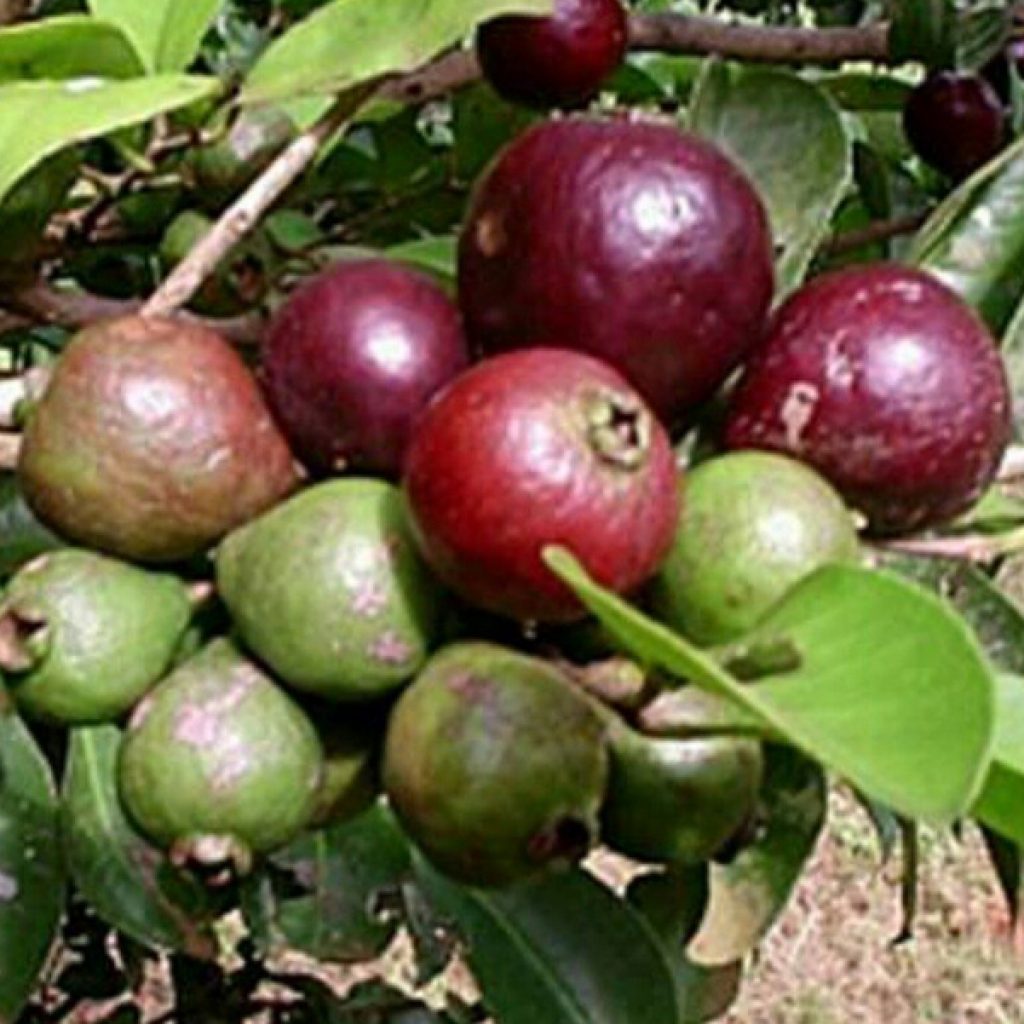 Árvores frutíferas: embelezam e alimentam. – AmorQC
