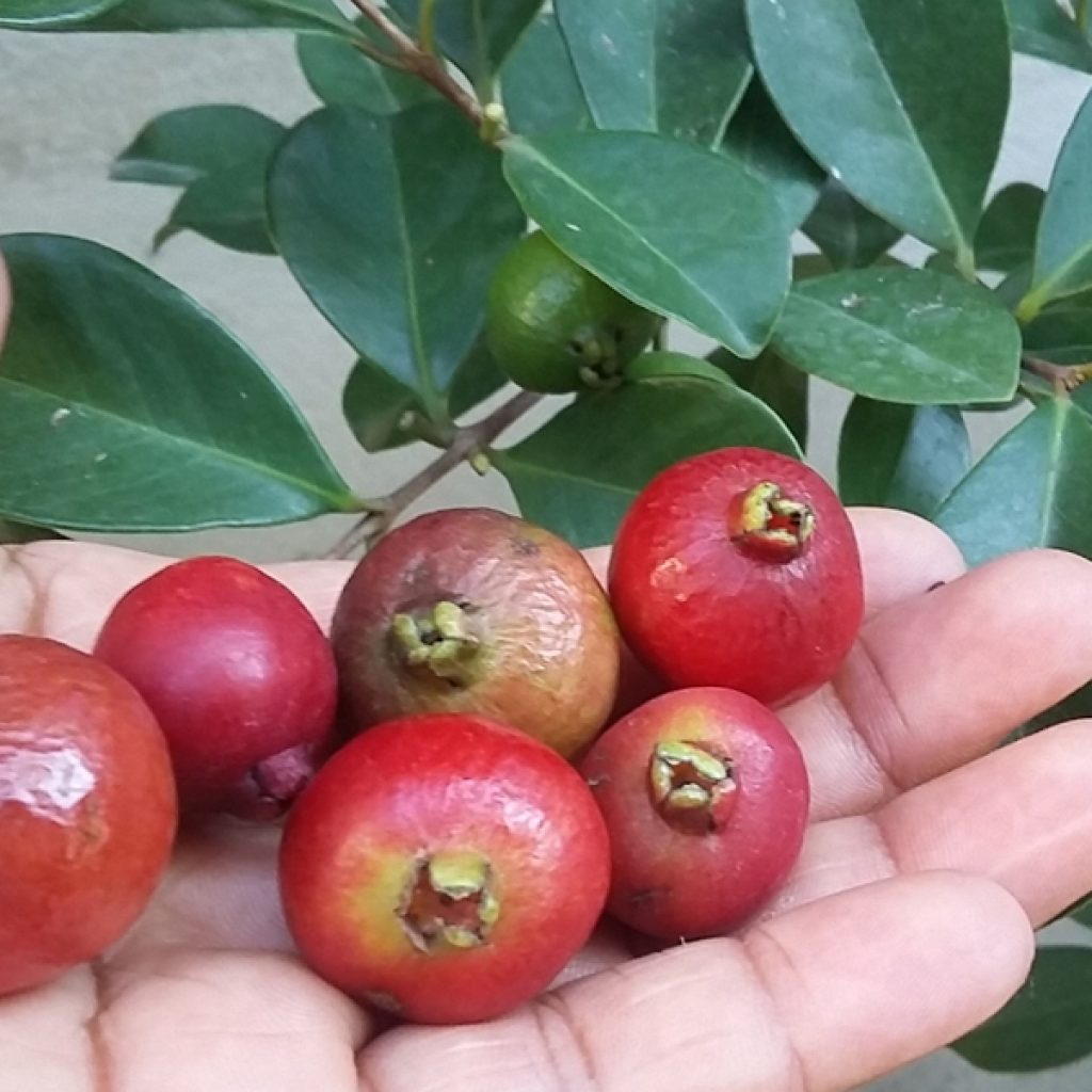 Árvores frutíferas: embelezam e alimentam. – AmorQC